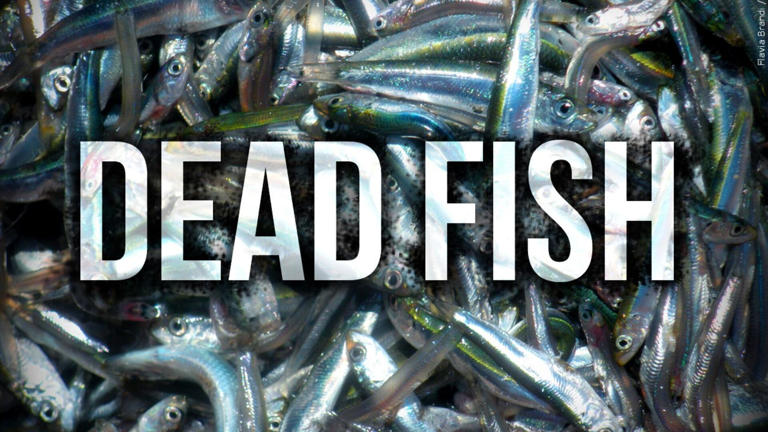 Popular eastern Arizona lake closes after all the fish die