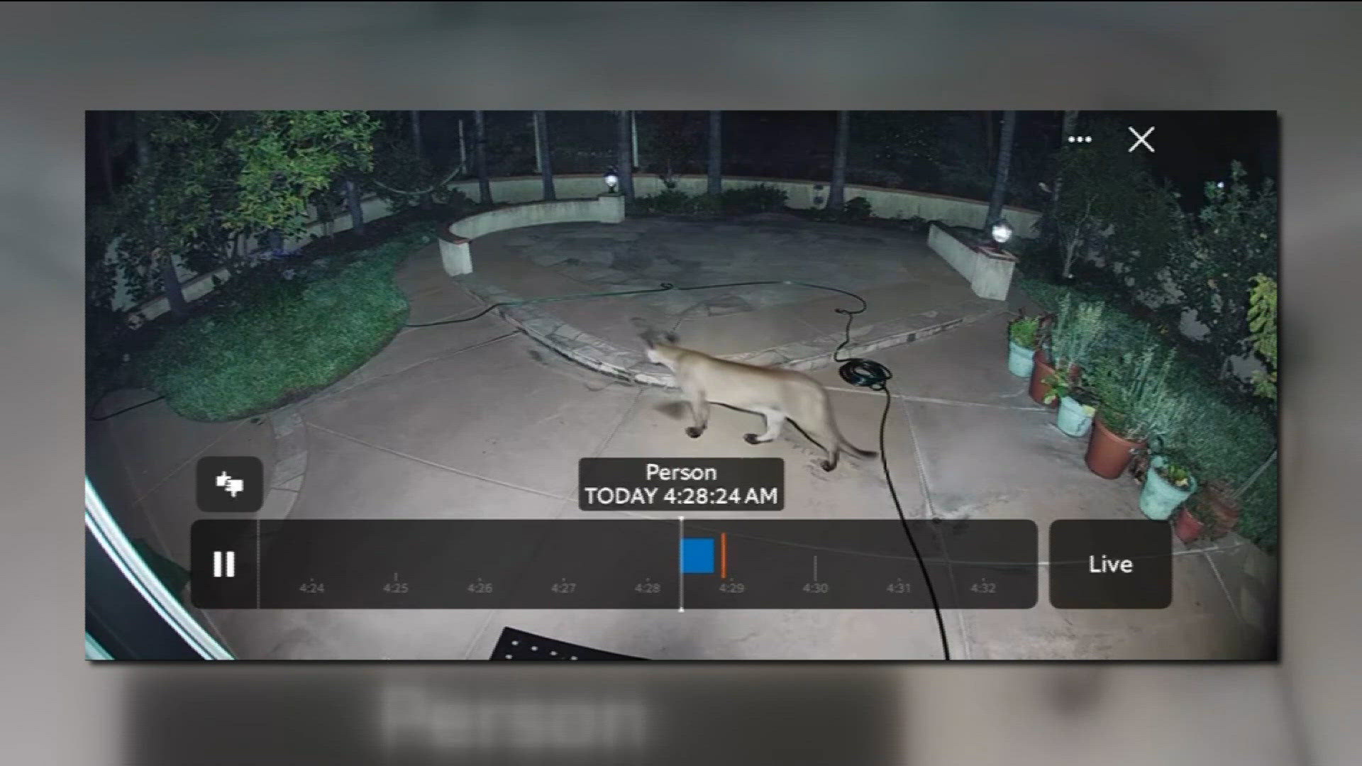 Caught on camera | Mountain lion spotted roaming through backyard