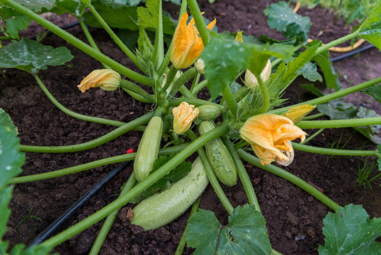 How I Installed My Own Drip Irrigation System (and Stopped Rodents From ...