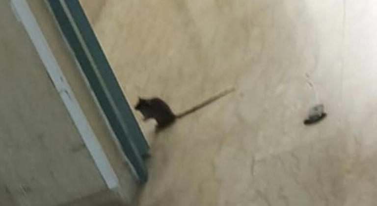 Torre del Greco, topi tra i corridoi dell'ospedale Maresca: scatta l ...
