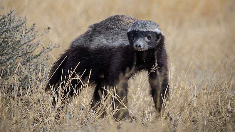 Move over, lions: The surprising African animal that even guides fear
