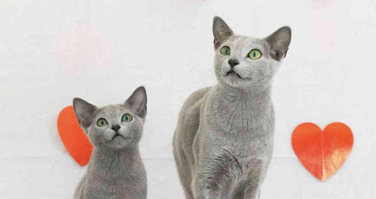 ¿Tiene un gato gris en casa? Científicos revelan la verdad detrás de su ...