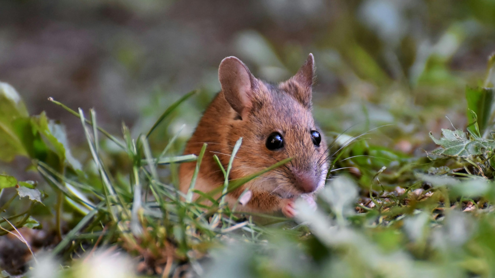 Mouse infestation: 10 things you should know about house mice & 10 tips ...