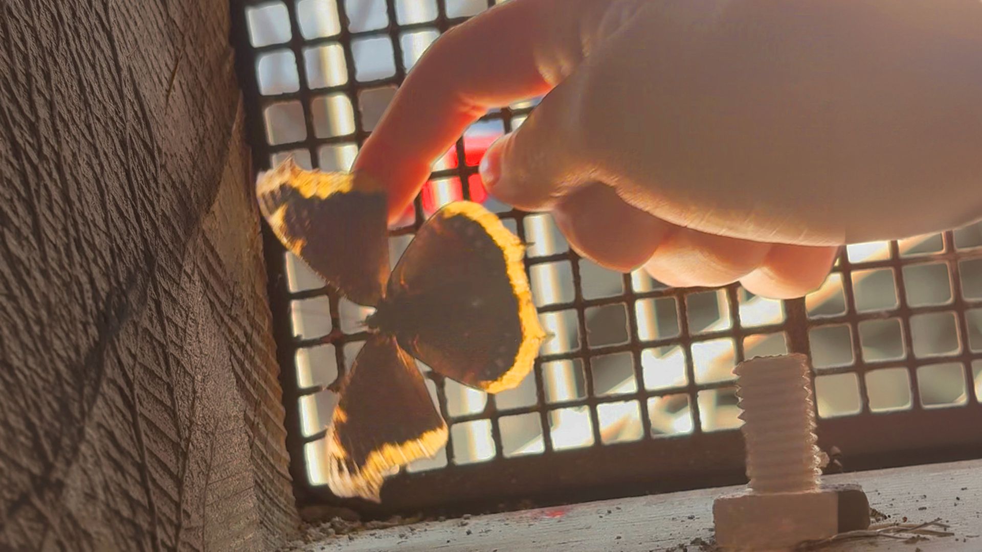 Woman saves a butterfly — and they both have a moment