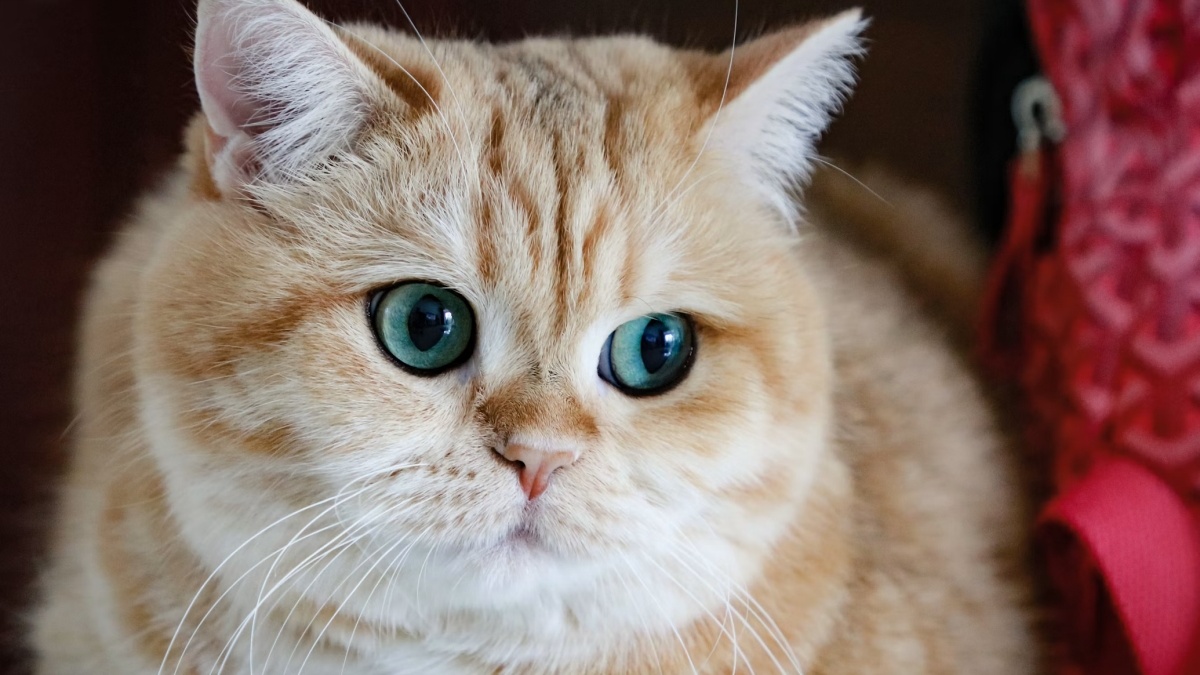 Is your cat losing weight? When might weight loss indicate a health ...