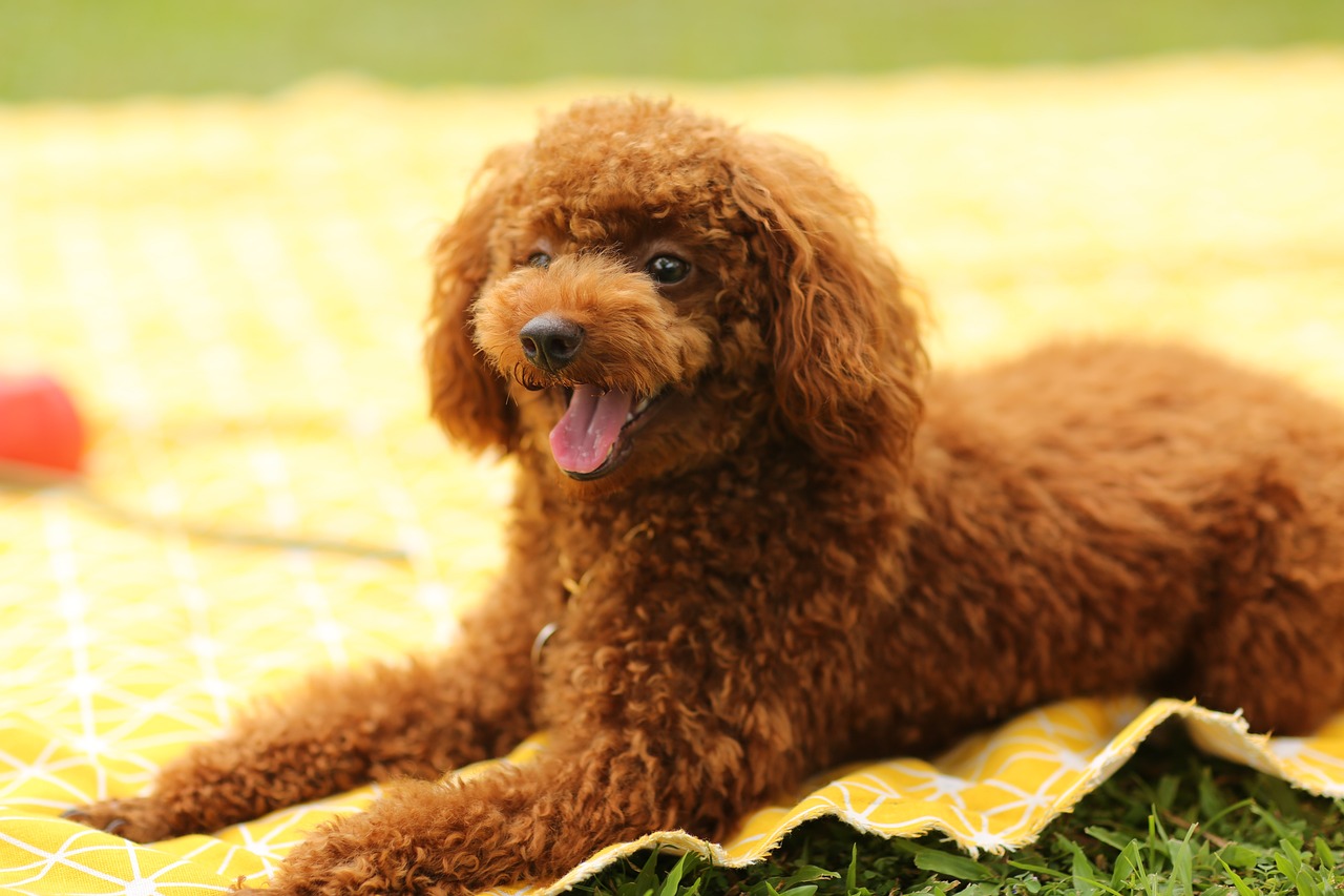 15 beloved dog breeds perfect for people with allergies
