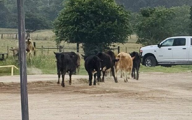 Brenham citizens herd surviving cattle from 18-wheeler accident