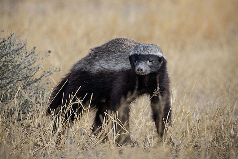 Move over, lions: The surprising African animal that even guides fear