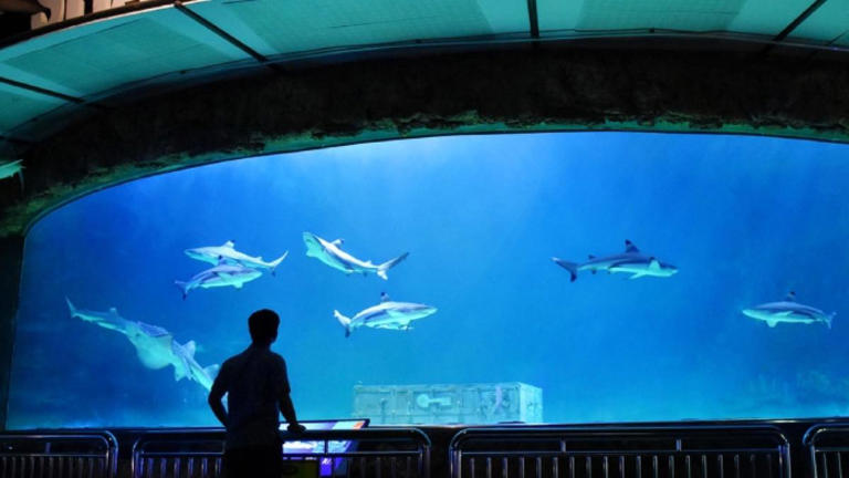 Promo flash sale 6.6 Sea World Ancol, tiket berdua mulai Rp 120 ribuan