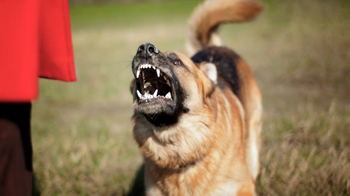 This loving German shepherd's sudden change left parents heartbroken