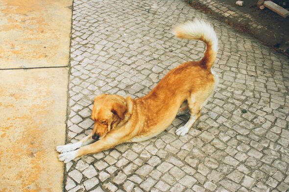 Vet explains the sweet reason dogs do a full-body stretch when they see you