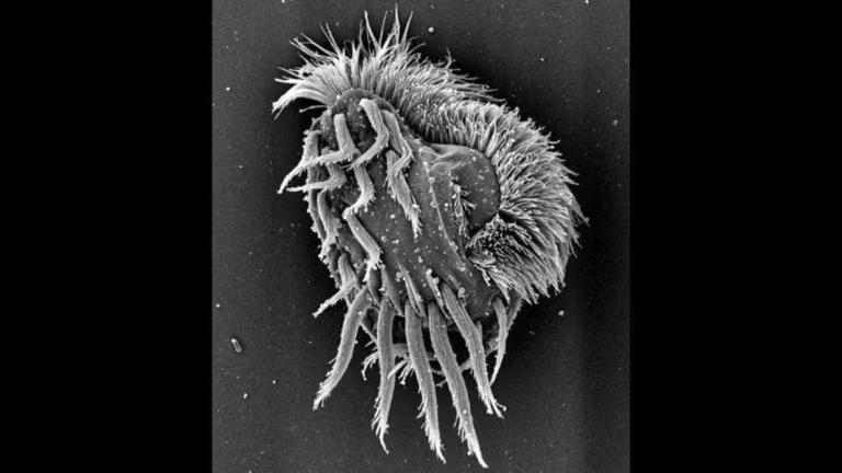 Newly discovered microbe turns into a cannibalistic 'supergiant'
