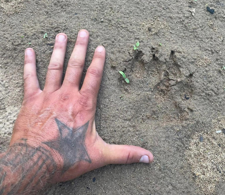 Why more Black bears are showing up in Middle Tennessee backyards