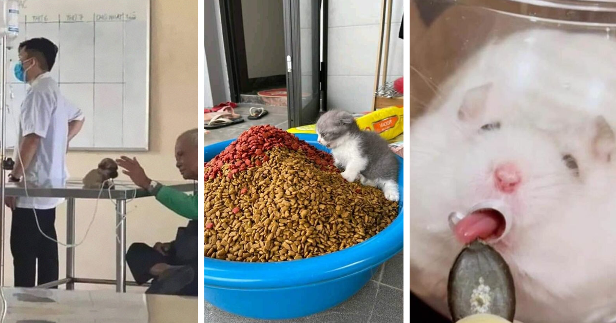 47 candid pet moments instantly caught on camera