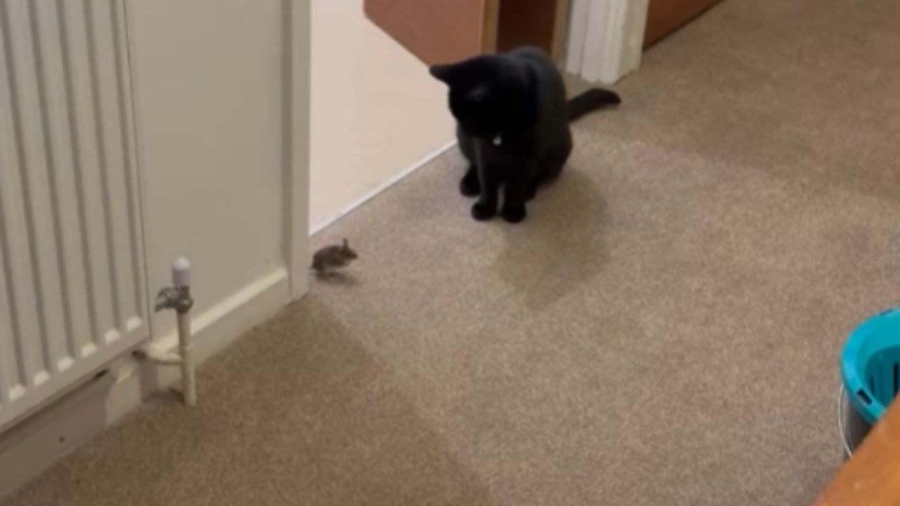 Unfazed mouse faces off with a curious cat