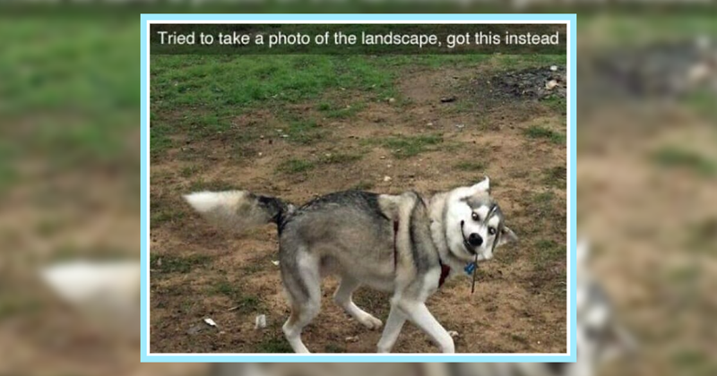 22 howlarious dog memes fur pawrents prepawing for a weekend with their ...