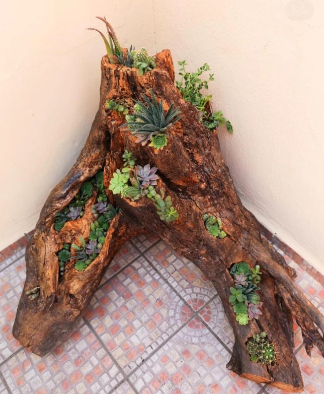Old tree stump rescued from rot becomes a dreamy succulent planter