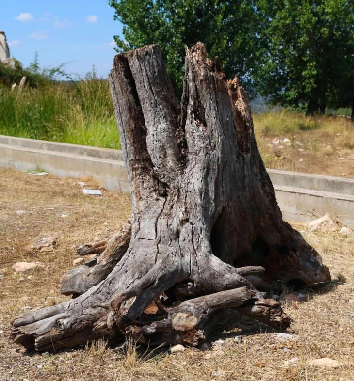 Old tree stump rescued from rot becomes a dreamy succulent planter