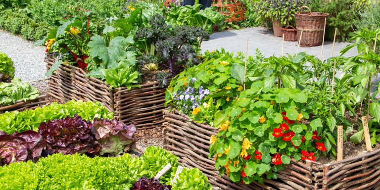 A garden expert says these 5 easy-to-grow companion plants naturally ...