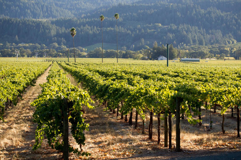 Famed Napa Valley vineyards face doomsday reckoning as mammoth ...