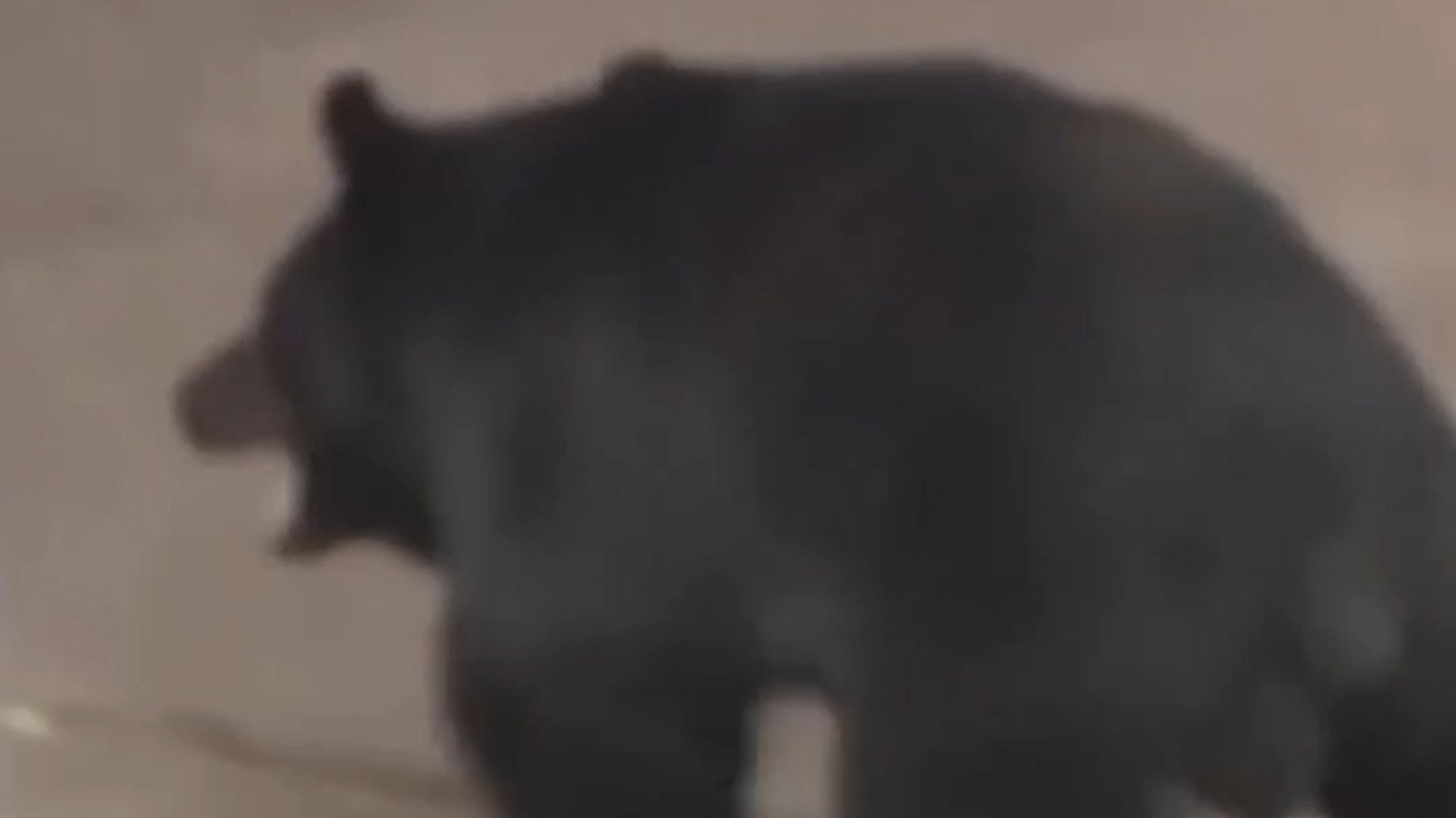 'Extremely intelligent' bear in Fukushima makes clever escape