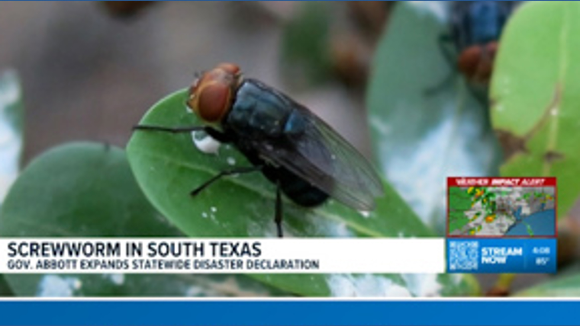 Screwworm back in Texas after 60 years, officials racing to contain the ...