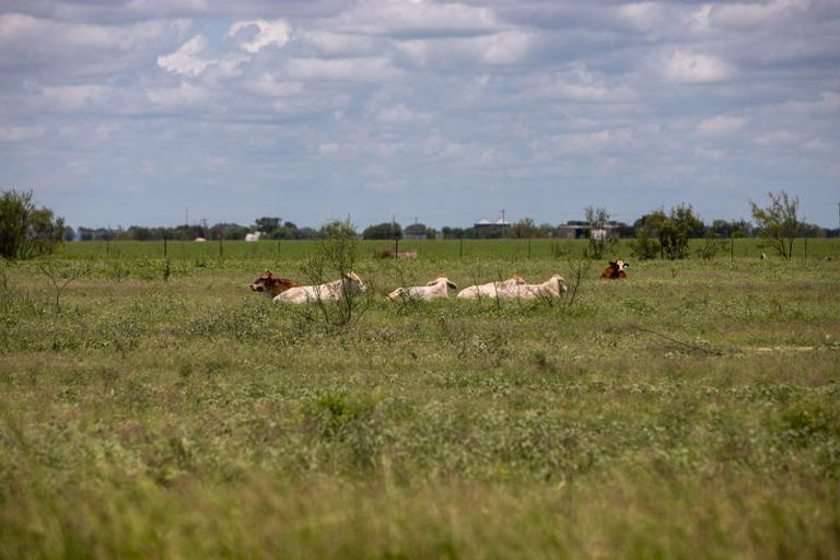Second case of screwworm parasite confirmed in Texas, sources say