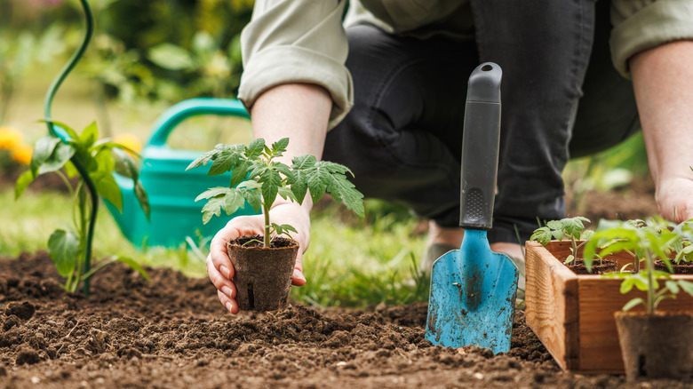 Plant these 20 herbs once and they'll return to your garden on their ...