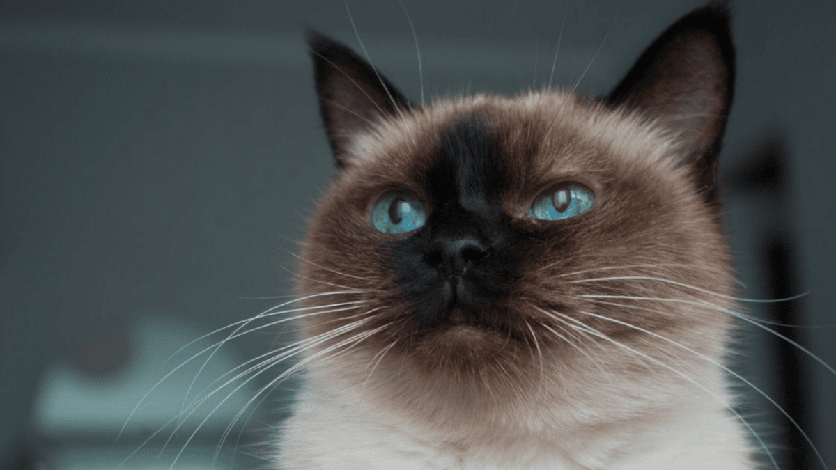 Experts point out which cat breeds can live the longest