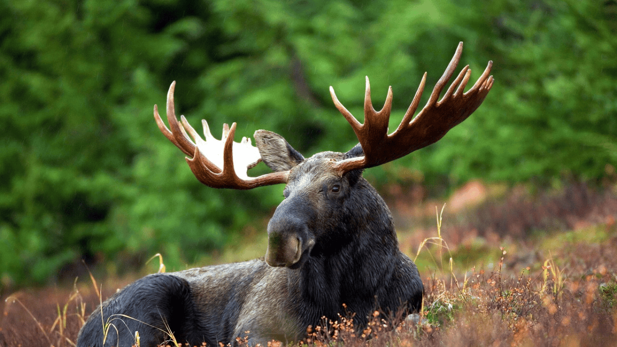 10 wild animals that can turn dangerous when you least expect it