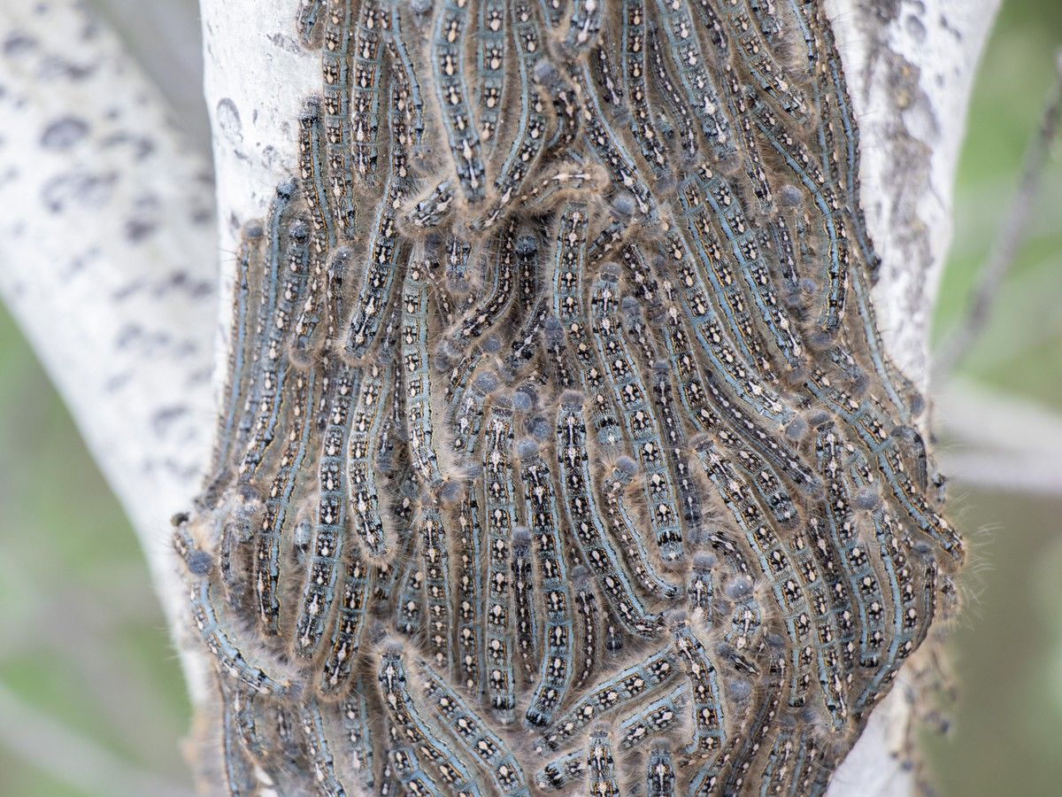 Tent caterpillars embrace the season in Edmonton area before morphing ...