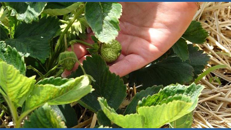 Johnston Fruit Farm prepares for a promising strawberry season
