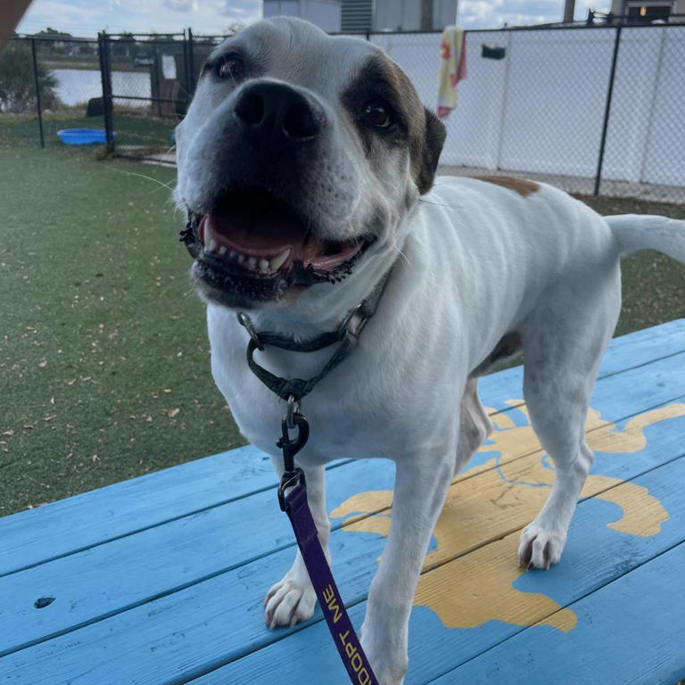 Everyone loves shelter's 'helper dog' — but he's spent 1,000 days ...