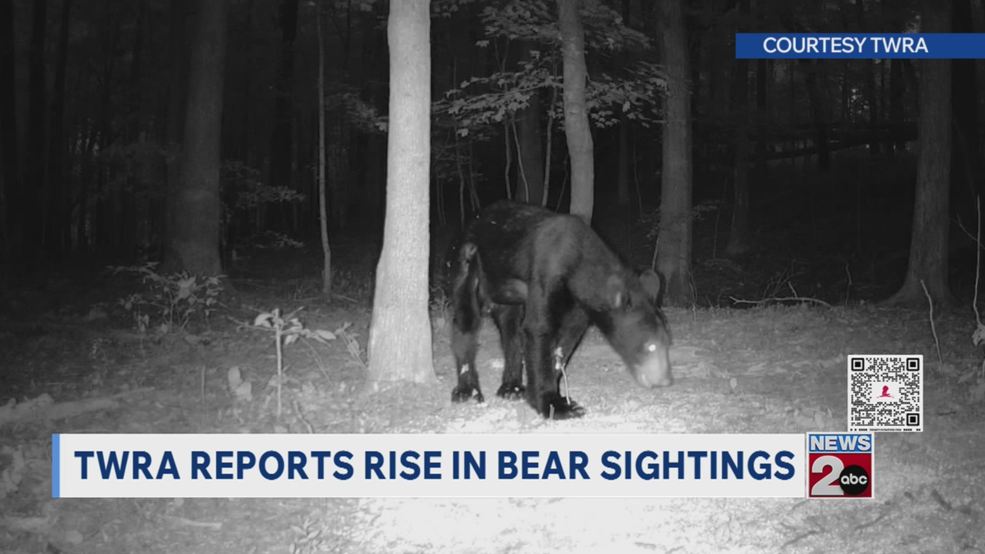Why more black bears are showing up in Middle TN backyards