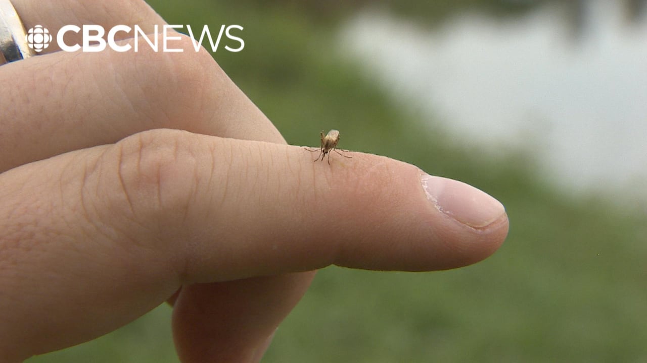 The unwelcome return of mosquito season