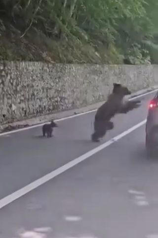 Bear attacks tourist and tries to drag him from car after man tried to ...