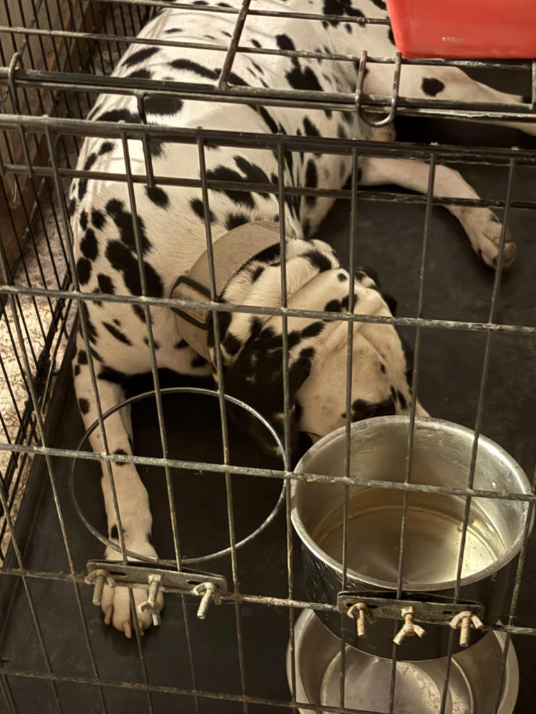 Neglected Dalmatian puppies and rabbits found in Glendale home