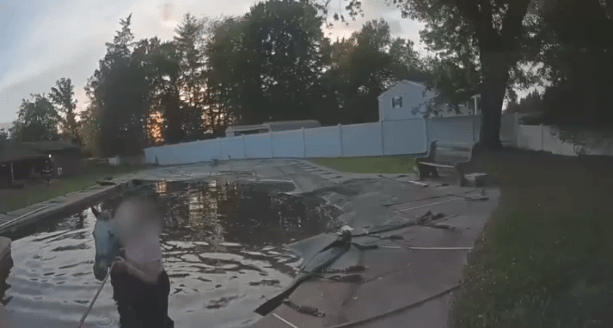 Con heno y paciencia salvaron a una yegua ciega atrapada en una piscina ...