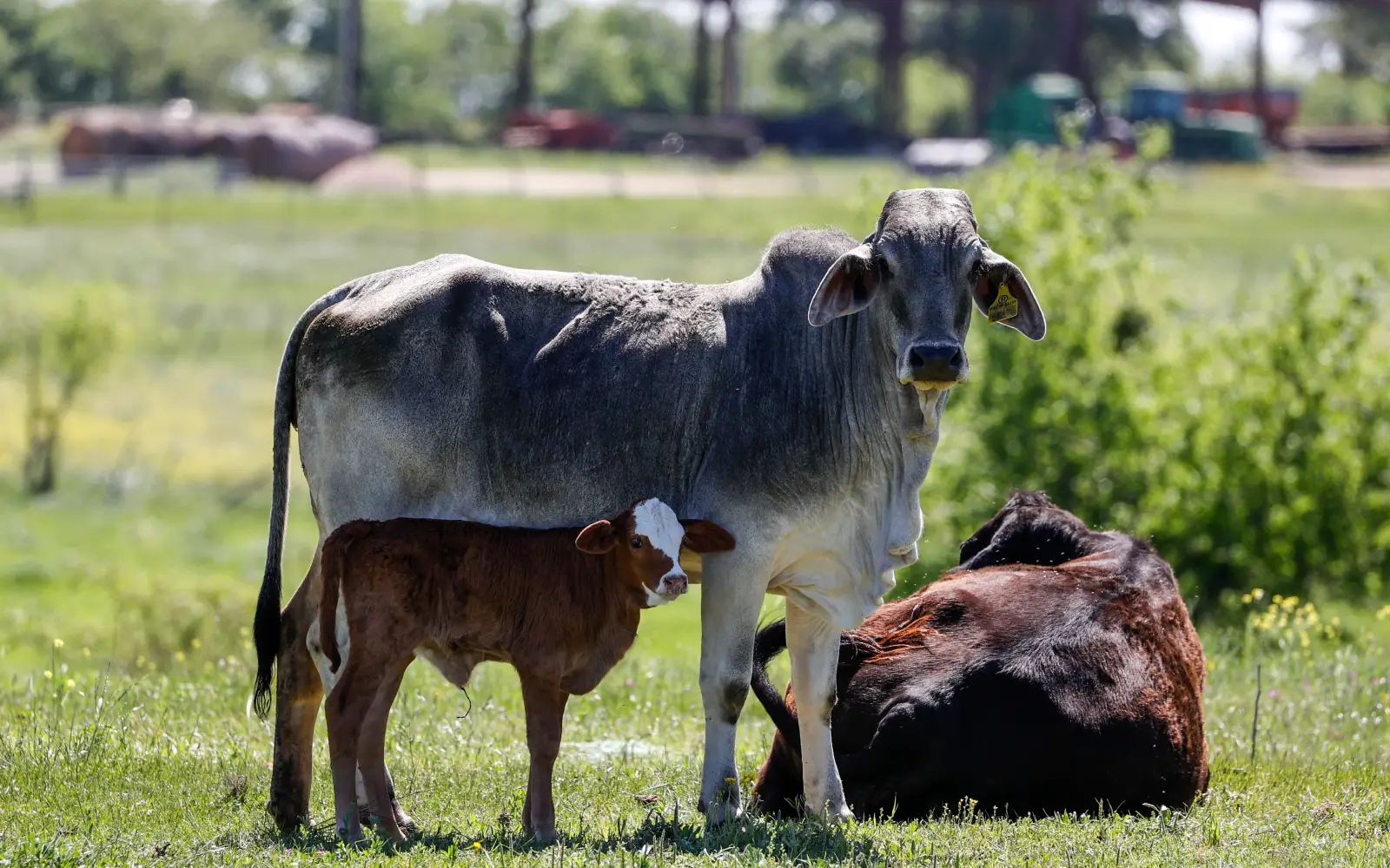 USDA confirms second screwworm case in Texas