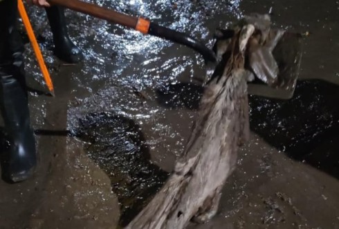 Impactante: chivo muerto obstruía una de las coladeras de Villagrán