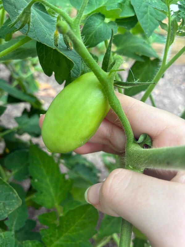 First-year gardener worried their tomatoes were growing wrong finds out ...