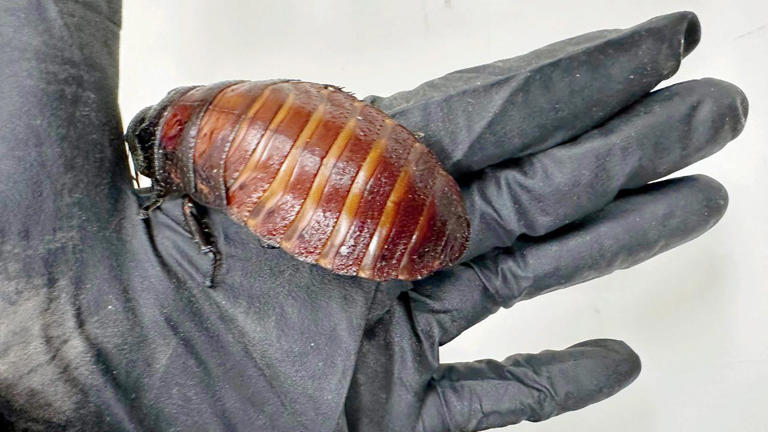 Over 100,000 illegal cockroaches seized in Australia’s biggest ...