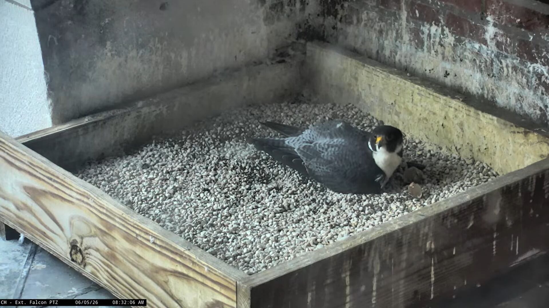 Falcon chick hatches at Dubuque County Courthouse