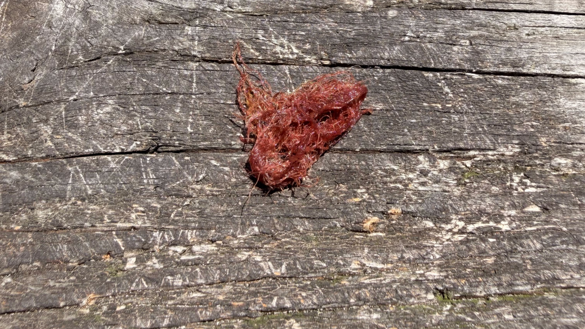 Suspected red algae popping up near Myrtle Beach coastline