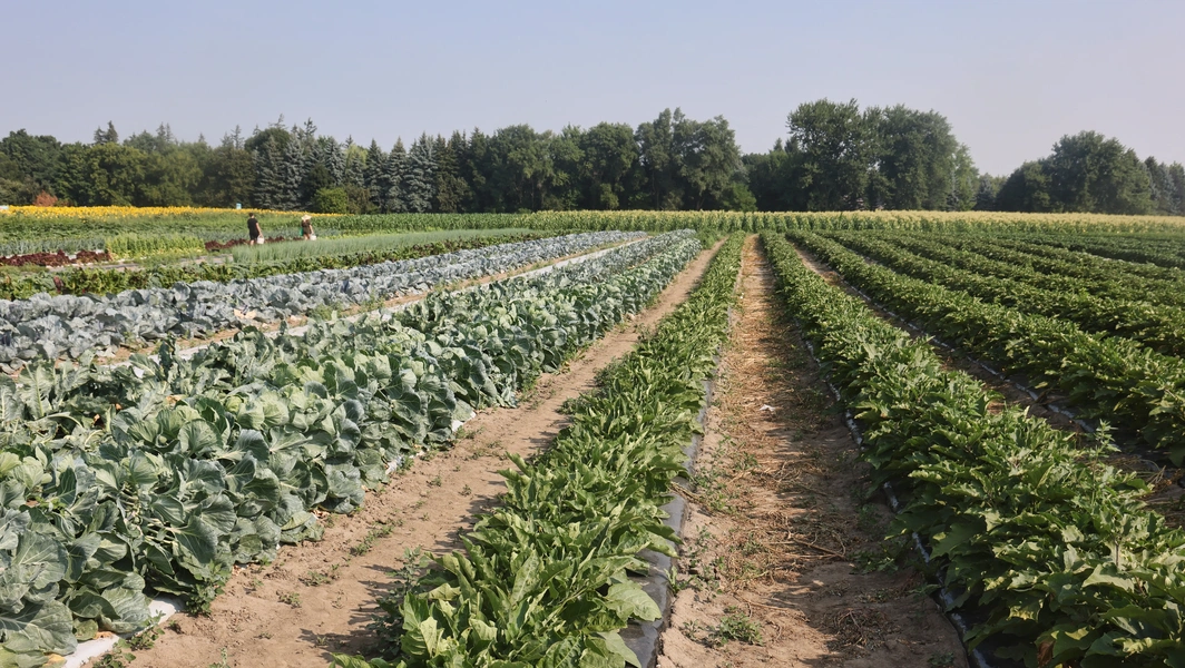 Summer planting tips for thriving gardens