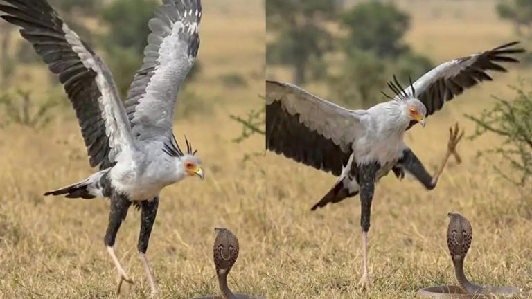 It kills snakes with kicks: Viral video reveals the brutal precision of ...