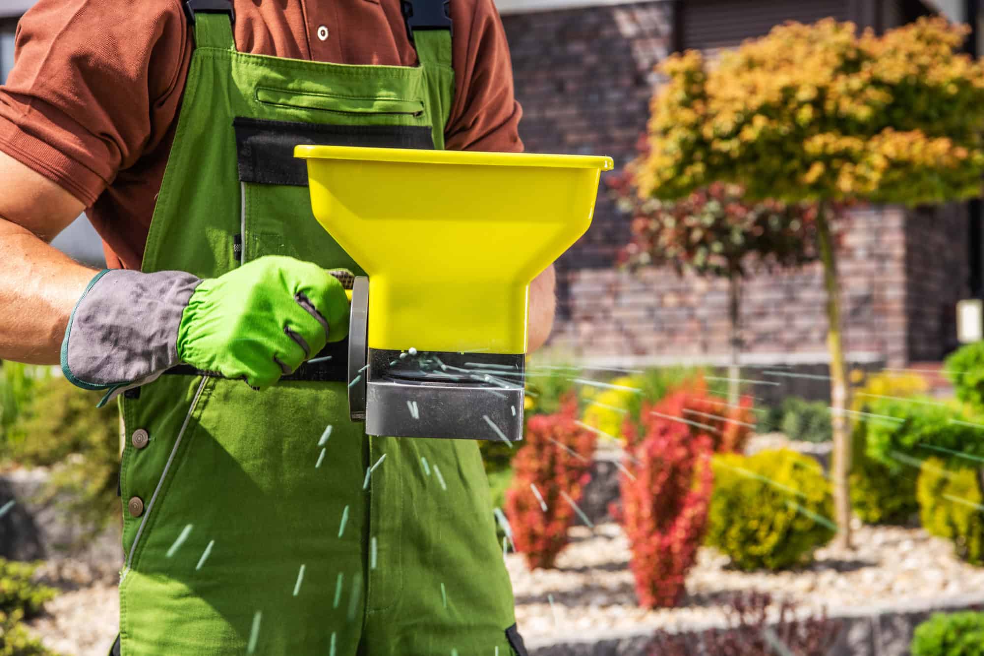 Why feeding your lawn in hot dry weather can scorch it brown
