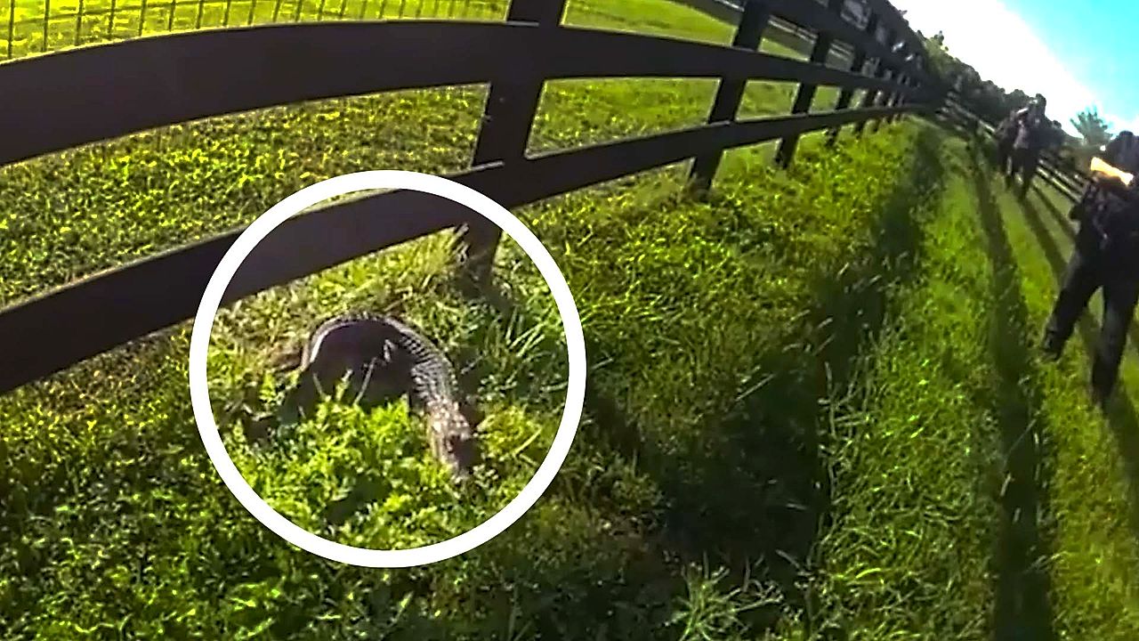 'Well don't put him in my face!' Officers wrangle baby alligator from ...