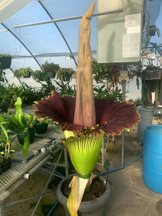 A smell you’ll never forget: Corpse flower to bloom at Kansas college