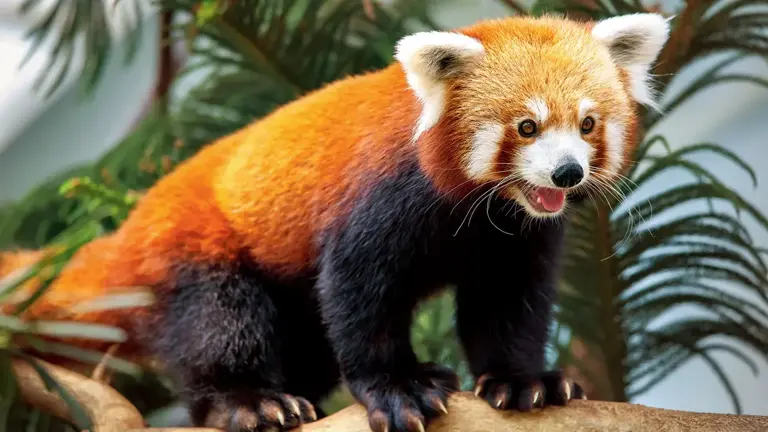 Mumbai: BJP proposes Northeast species enclosure at Byculla zoo